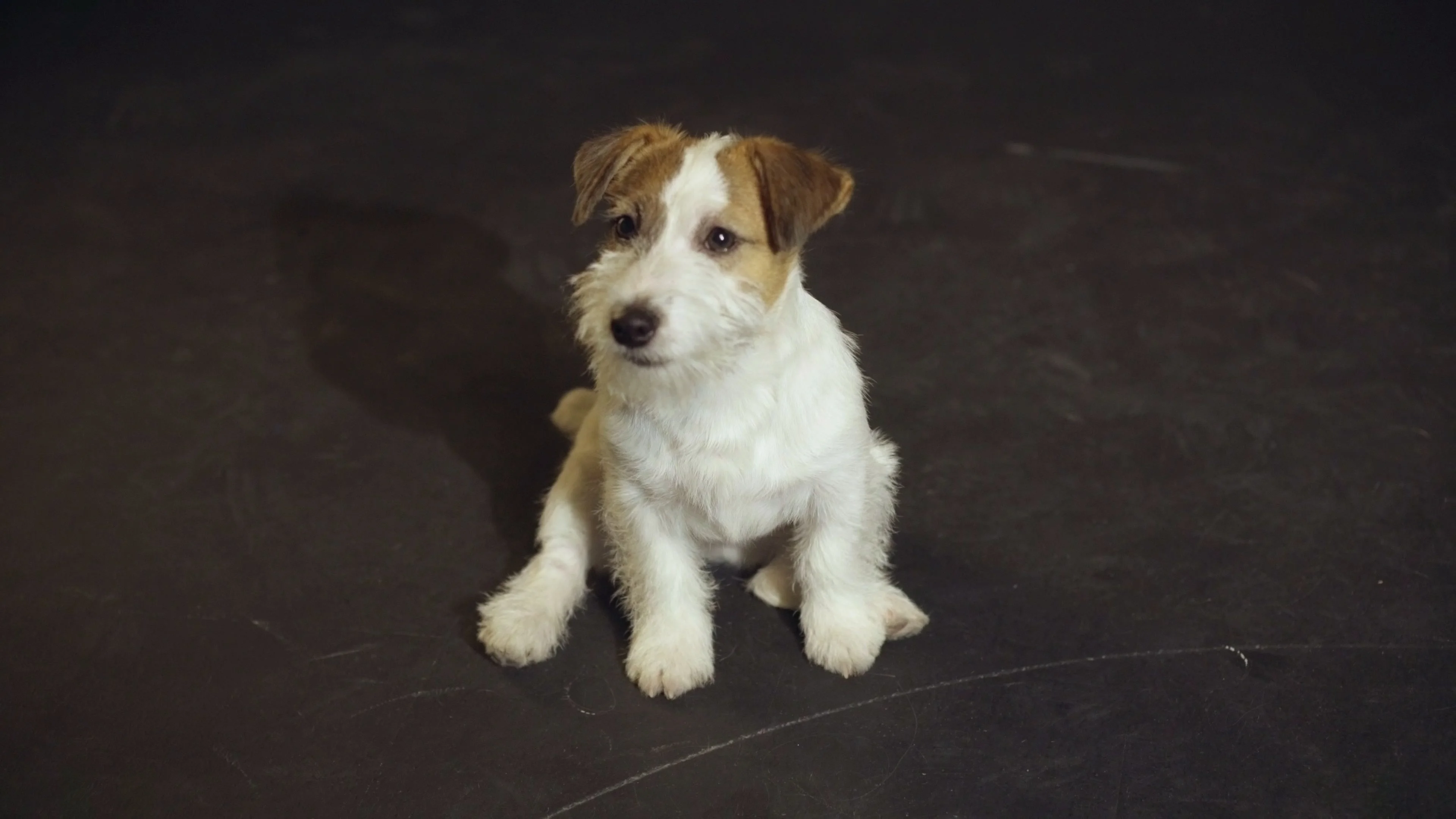 How To Train A Jack Russell Terrier To Roll Over