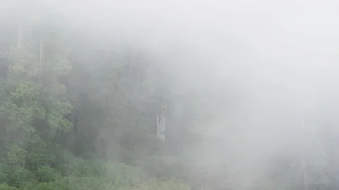 Mist floating through a redwood forest | Stock Video | Pond5