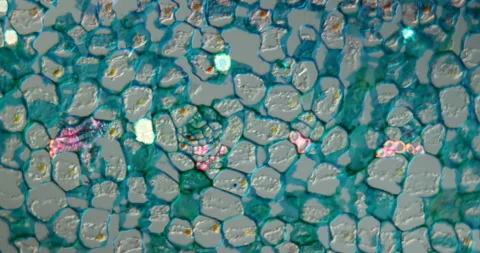 Leaf Section Stock Video Footage | Royalty Free Leaf Section Videos | Pond5