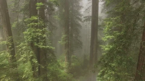 Forest Stock Video Footage | Royalty Free Forest Videos | Pond5