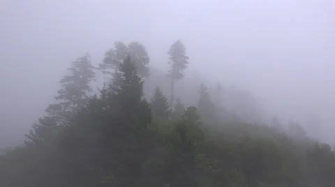 Seamless Trees Stock Video Footage | Royalty Free Seamless Trees Videos ...