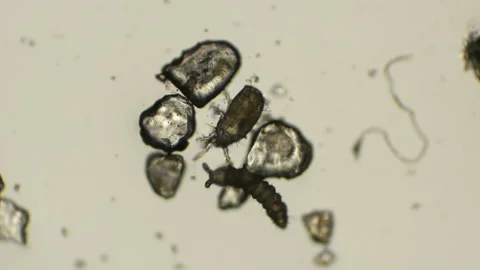 mite and springback Folsomia candida und... | Stock Video | Pond5