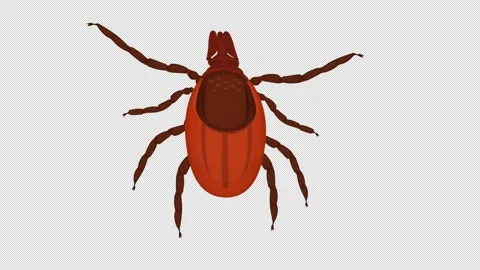 Mite. Animation of an insect tick. Carto... | Stock Video | Pond5