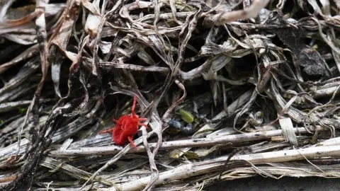 Mite, chiggers, red bugs, scrub-itch mit... | Stock Video | Pond5