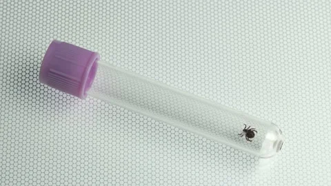 mite of the genus Dermacentor, in a test... | Stock Video | Pond5