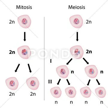 Mitosis versus meiosis ~ Clip Art ~ Download Now #12315179