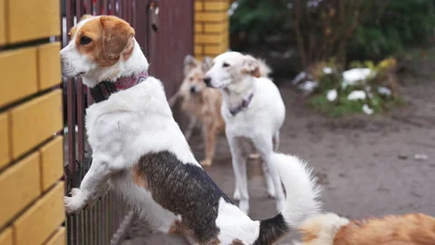 Mix breed big dogs looking through an ir... | Stock Video | Pond5