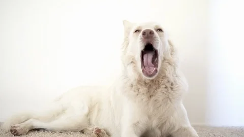 A mixed breed dog laying and yawning on ... | Stock Video | Pond5