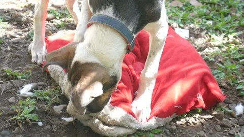 Cotton Pillows Stock Footage ~ Royalty Free Stock Videos | Pond5