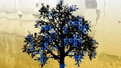 Binary Tree Stock Video Footage | Royalty Free Binary Tree Videos | Pond5