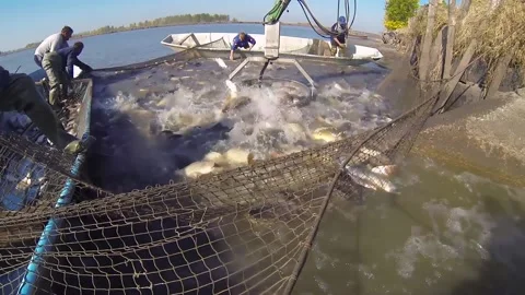 Mobile Crane Arm Lifts the Fish out of t... | Stock Video | Pond5