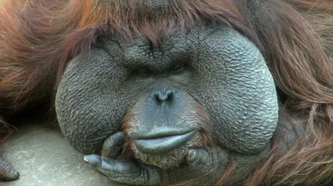 Monkey With Big Lips Pics | Lipstutorial.org