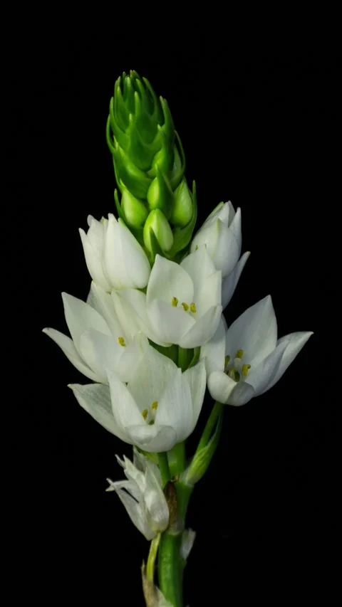 Phone and Photes Stock Videos – Royalty-Free HD & 4K Videos