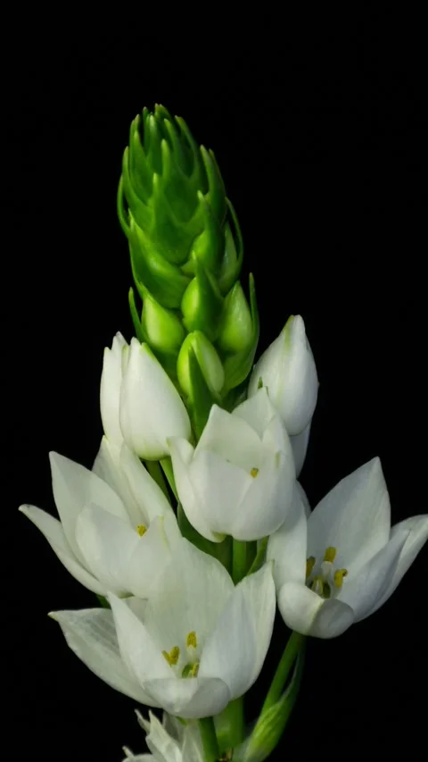 Phone and Photes Stock Videos – Royalty-Free HD & 4K Videos