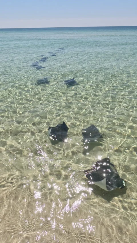 Mobula Devil Rays Vertical UGC Video at ... | Stock Video | Pond5