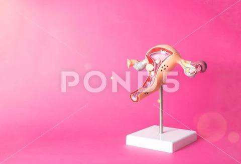 Photograph: Mock up of the gynecological reproductive system of a girl ...