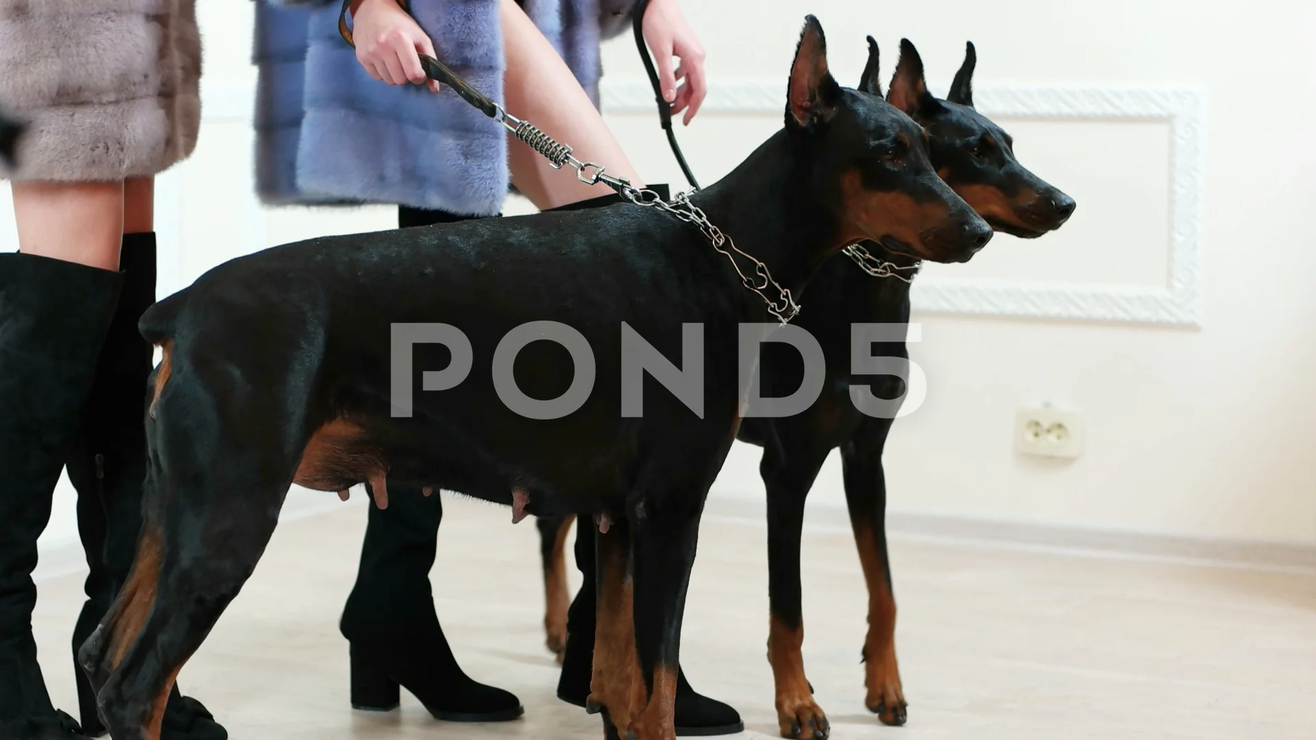 Long Haired Doberman