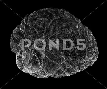 Model brain in projections , body structure, wire model: Royalty Free ...