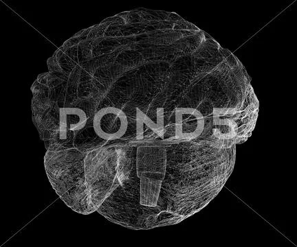 Model brain in projections , body structure, wire model: Graphic #47036009