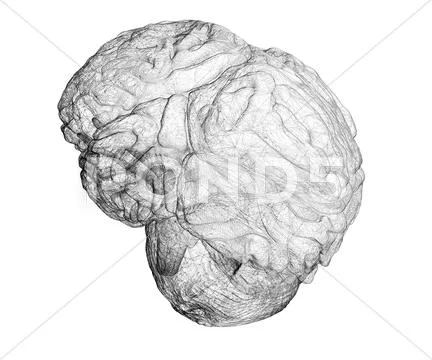 Model brain in projections , body structure, wire model Illustration ...