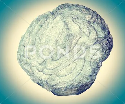 Model brain in projections , body structure, wire model: Royalty Free ...
