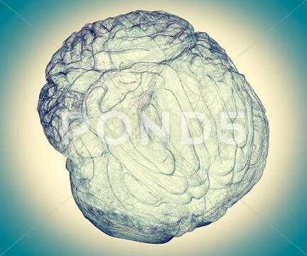 Model brain in projections , body structure, wire model Illustration ...