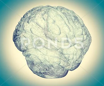 Model brain in projections , body structure, wire model: Royalty Free ...