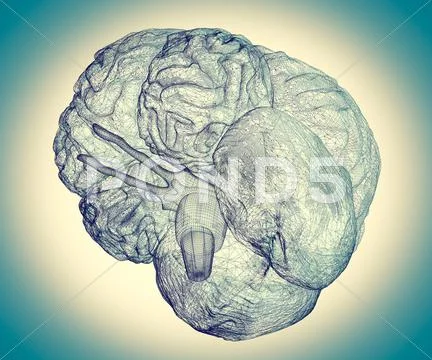 Model brain in projections , body structure, wire model ~ Clip Art ...