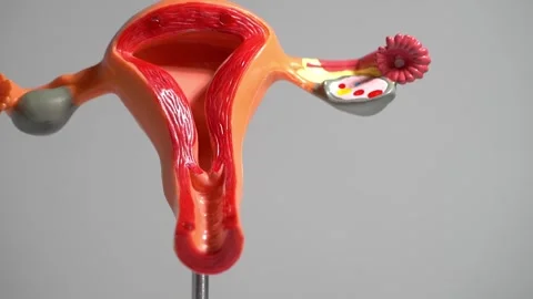 A model of a female reproductive organ w... | Stock Video | Pond5