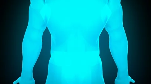 Model of the human body from head to toe... | Stock Video | Pond5