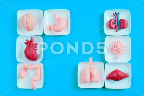 Model Human Organs on Blue Background ~ Premium Photo #288676594