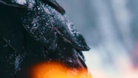 Phoenix With Wings Stock Videos – Royalty-Free HD & 4K Videos