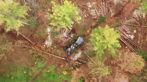 a modern harvester is cutting trees in a... | Stock Video | Pond5