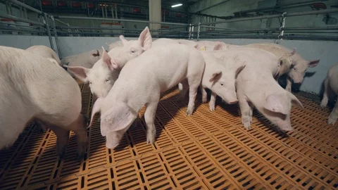Modern pig farm with pigs. Roaming pigle... | Stock Video | Pond5