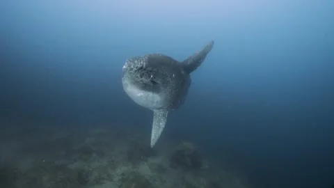 Mola Mola, sunfish, moonfish approaching... | Stock Video | Pond5
