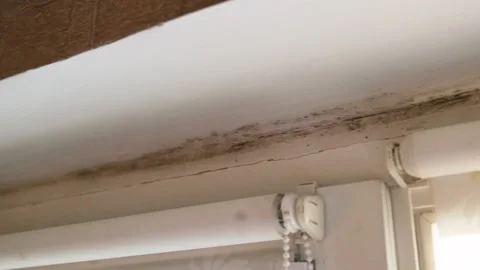 Mold Growing Stock Video Footage | Royalty Free Mold Growing Videos | Pond5