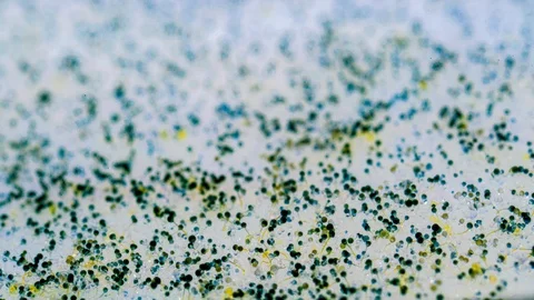 Growing Mold Time Lapse Stock Footage ~ Royalty Free Stock Videos | Pond5