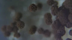 Black Bread Mold Under Microscope