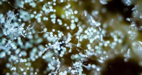 Mold Stock Footage ~ Royalty Free Stock Videos | Pond5