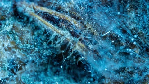 Mold Zygomycota growth time lapse on bre... | Stock Video | Pond5