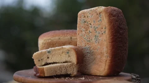 Moldy Bread. Microbial Spoilage of Baker... | Stock Video | Pond5