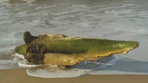 Moldy wooden log on a sand beach | Stock Video | Pond5