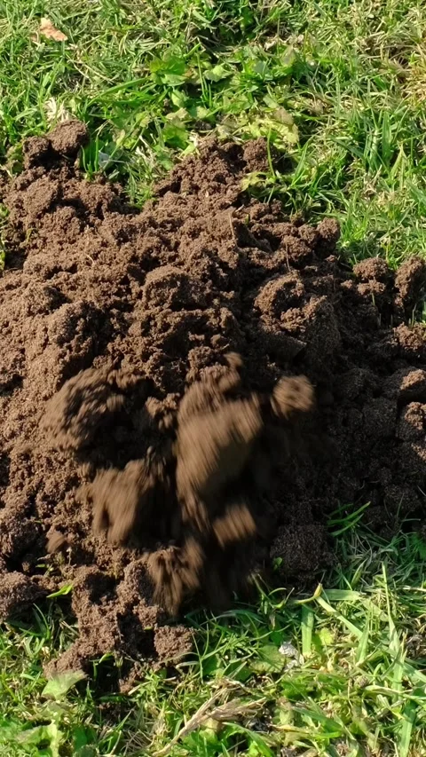 Underground Digging Stock Videos – Royalty-Free HD & 4K Videos | Pond5