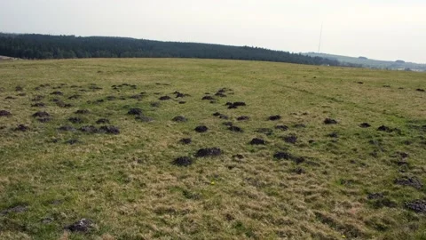 The Mole Tv Stock Videos – Royalty-Free HD & 4K Videos