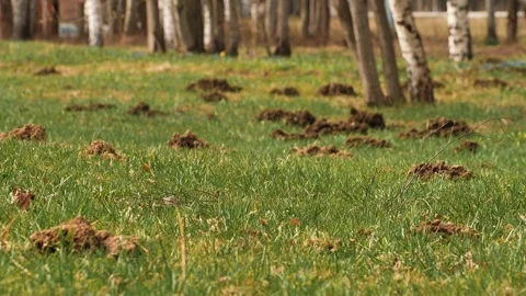 The mole pushed off the ground and made ... | Stock Video | Pond5