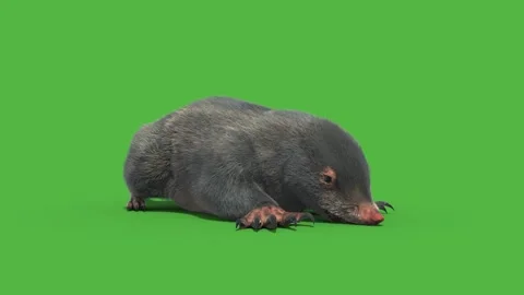 Mole Small Mammal Green Screen Idle Loop... | Stock Video | Pond5