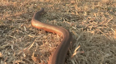 Snake Locomotion Stock Footage ~ Royalty Free Stock Videos | Pond5