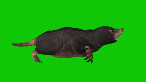 Mole Walking Green Screen Animation (1) | Stock Video | Pond5