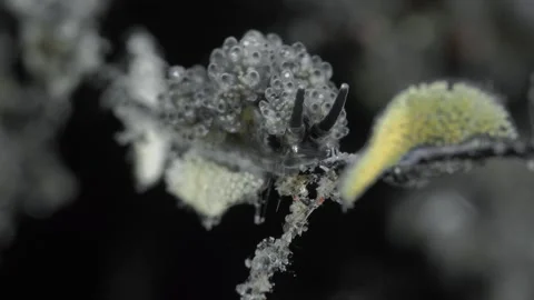 a mollusk lays caviar on a hydroid branc... | Stock Video | Pond5