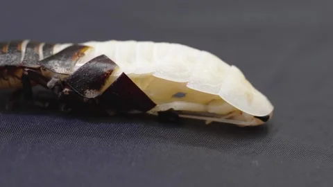 The molting process of the Madagascar co... | Stock Video | Pond5